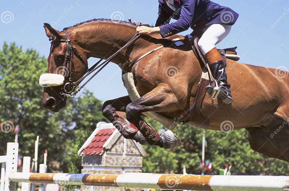 Horse jumping stock photo. Image of event, show, leaping - 2983320