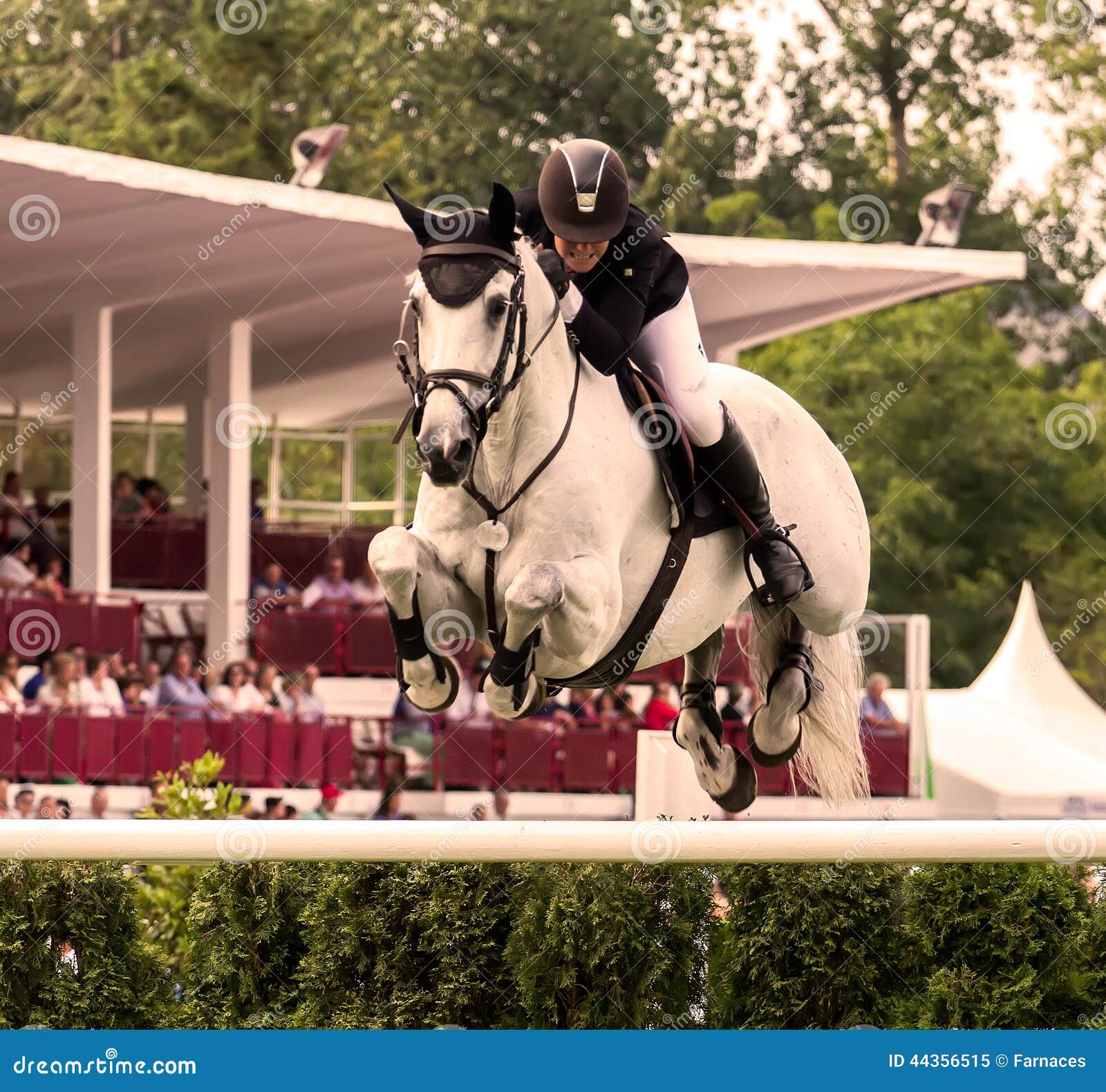 Horse jumping competition editorial image. Image of bridle - 44356515