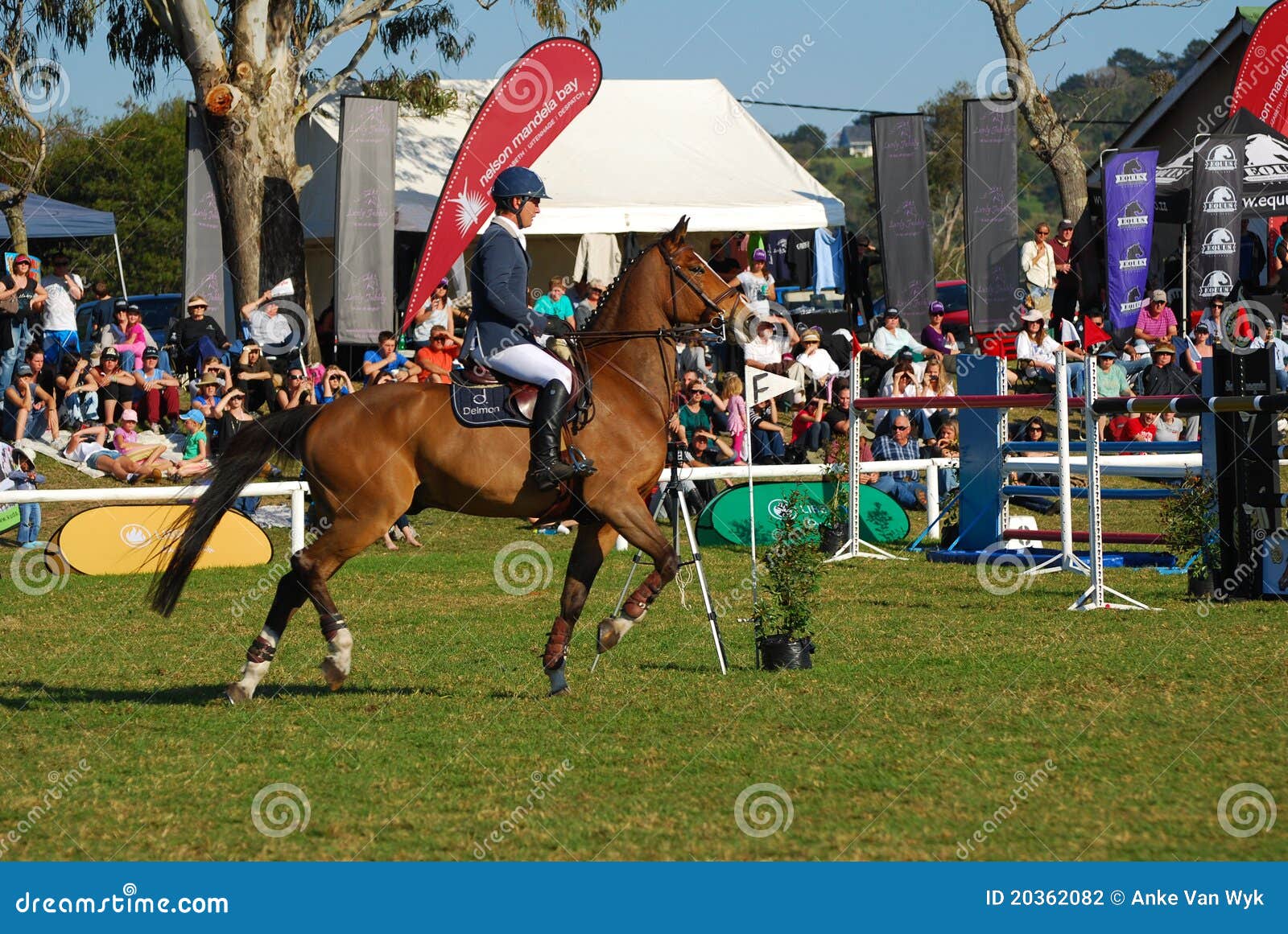 Horse Jumping - Gareth Neill Editorial Photography - Image of horse ...