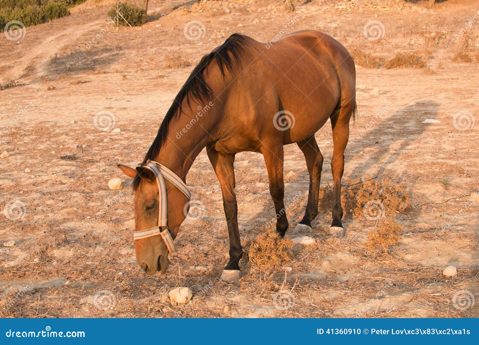 Horse in Karpaz stock photo. Image of fields, ears, horse - 41360910