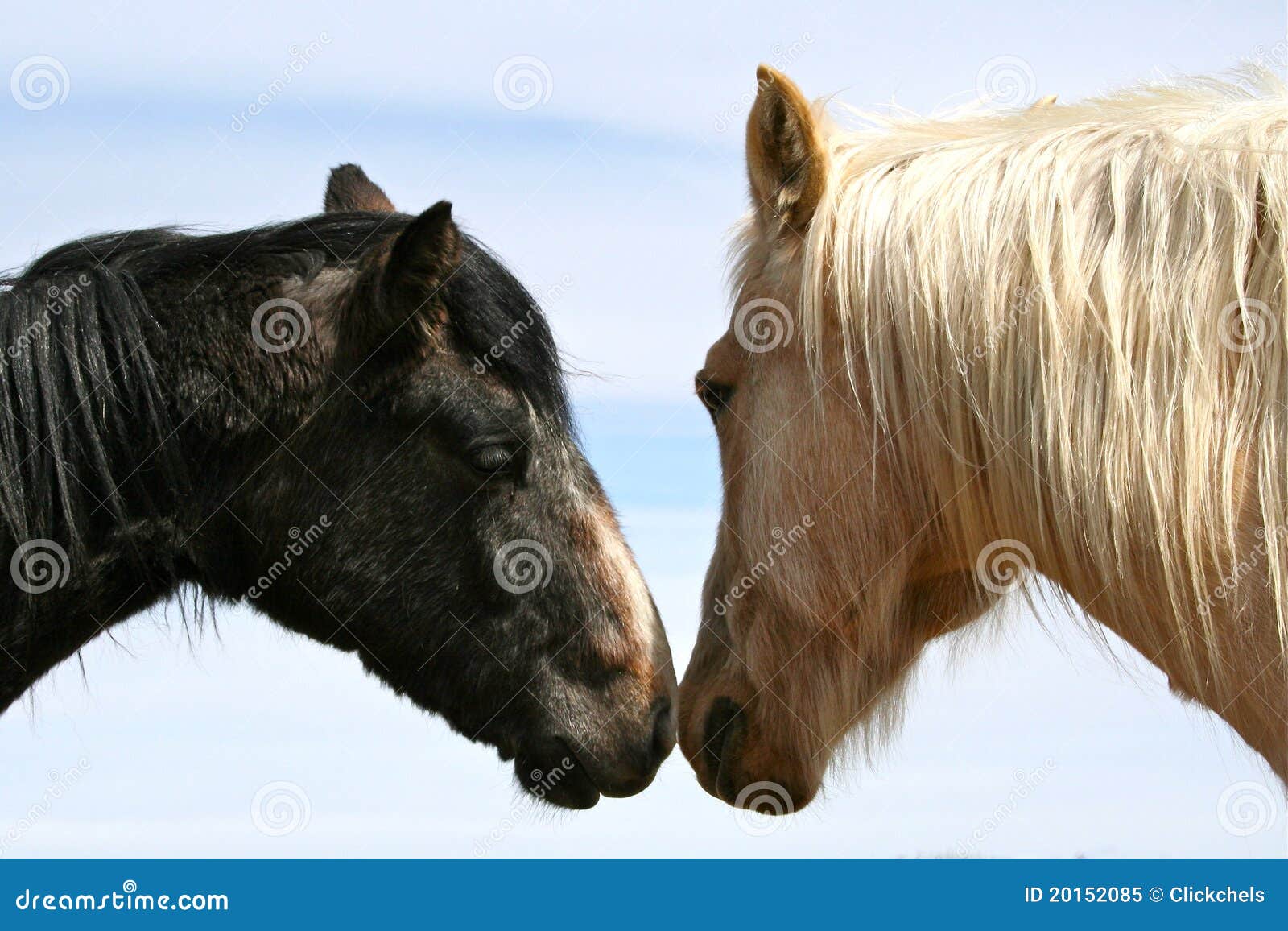 Horse Kiss stock image. Image of horse, ponies, play - 20152085