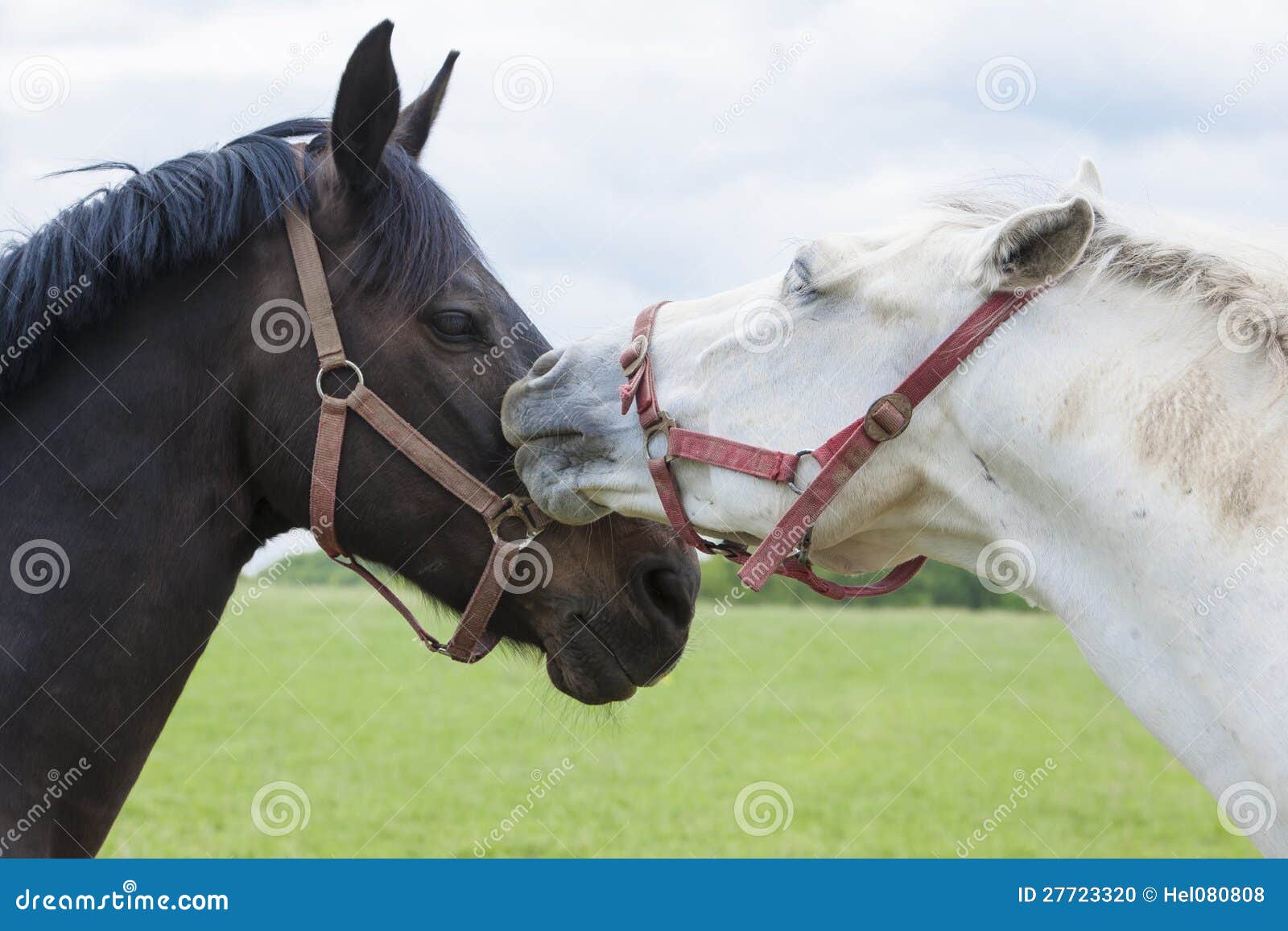 Horse kiss stock photo. Image of brown, pasture, mammals - 27723320