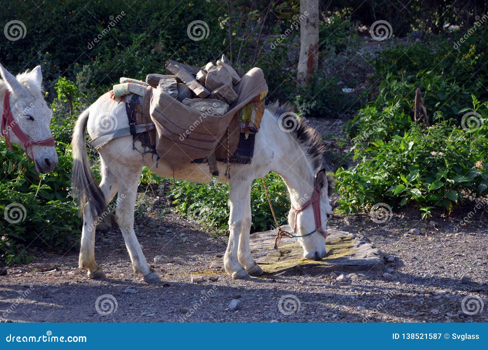 Horse laden with stones stock image. Image of animal - 138521587