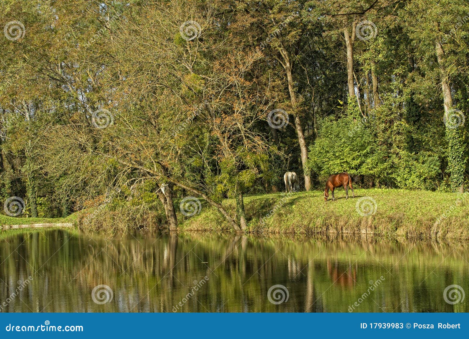 Horse in landscape stock image. Image of horse, animal - 17939983