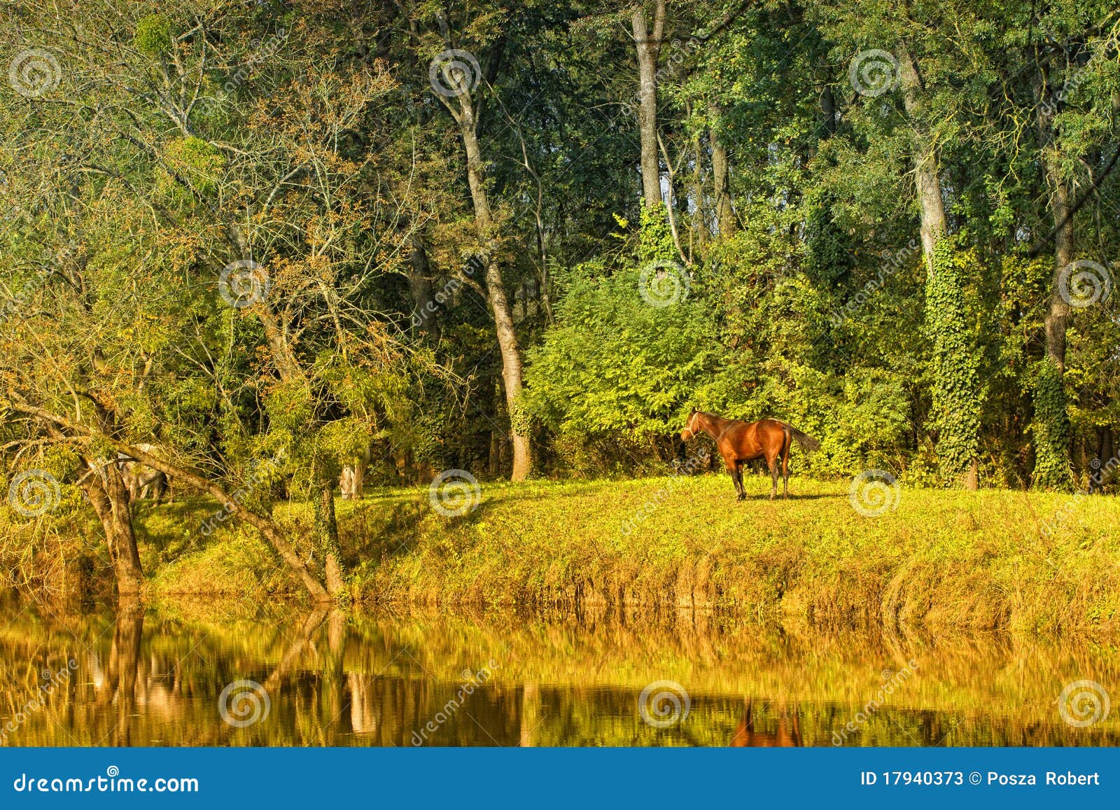Horse in landscape stock image. Image of landscape, country - 17940373