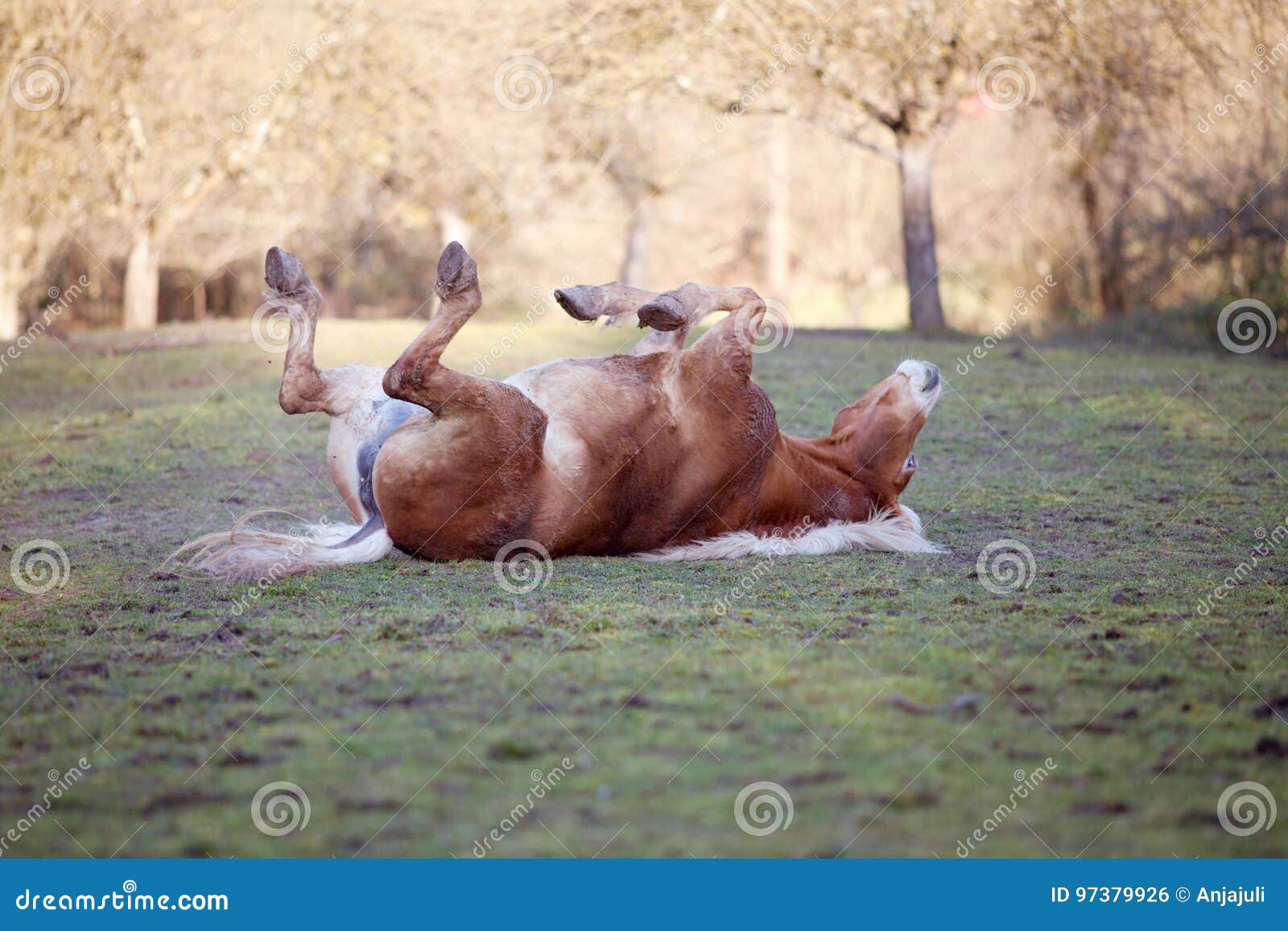 Horse Lay on Back and Having Fun To Roll in Sand Stock Photo - Image of ...