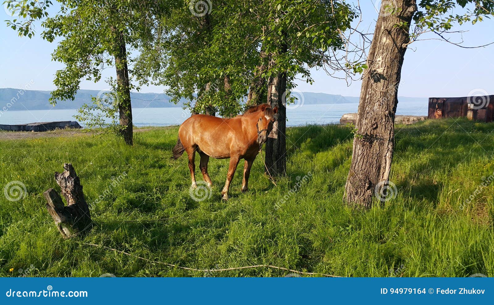 Horse on a leash stock photo. Image of pasture, tree - 94979164