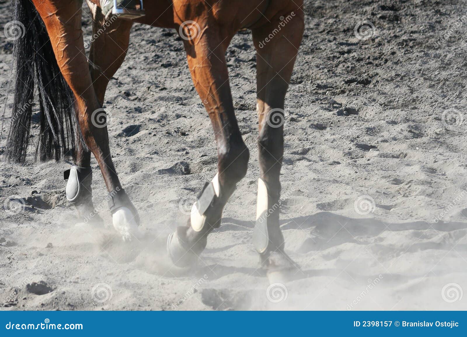 Horse Legs stock image. Image of arena, striding, hooves - 2398157