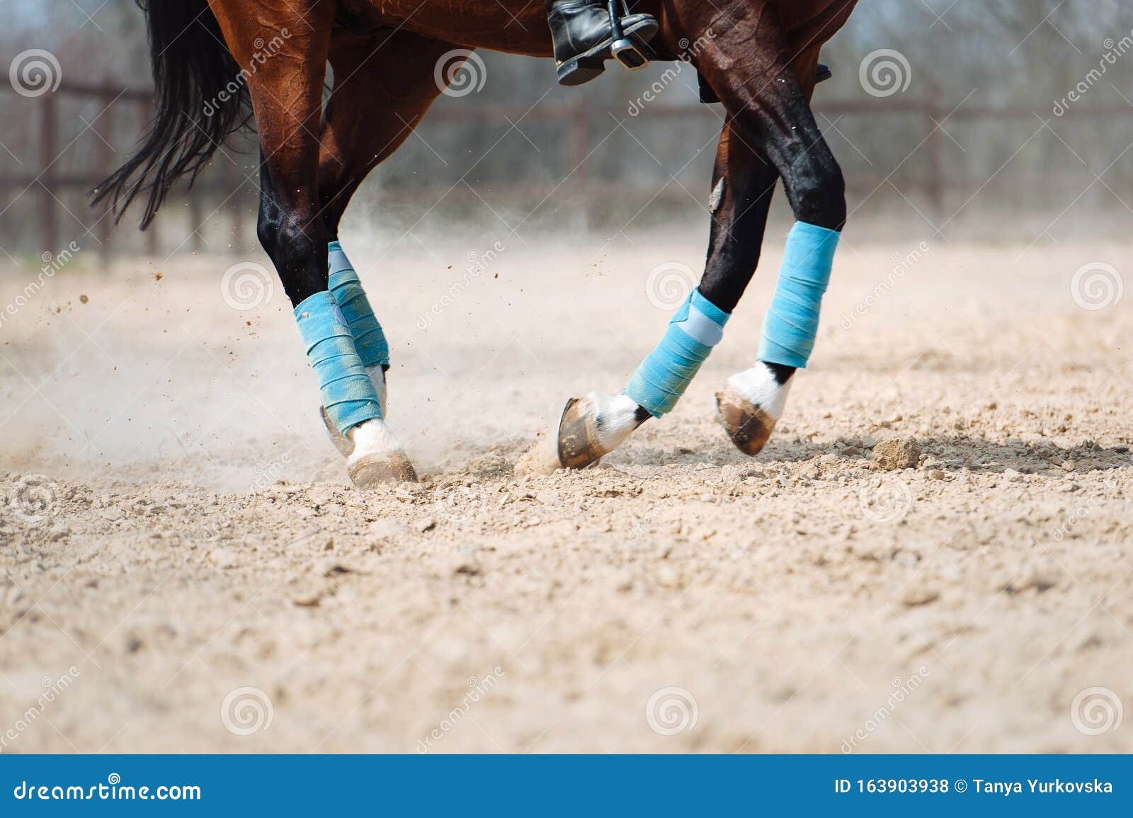 Horse legs close up stock photo. Image of gallops, close - 163903938