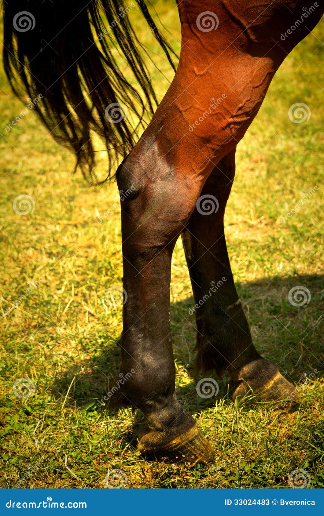 Horse Legs Royalty-Free Stock Photo | CartoonDealer.com #33024483