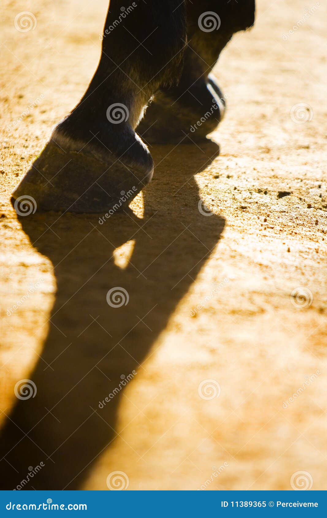 Horse legs and shadow stock image. Image of legs, equestrian - 11389365