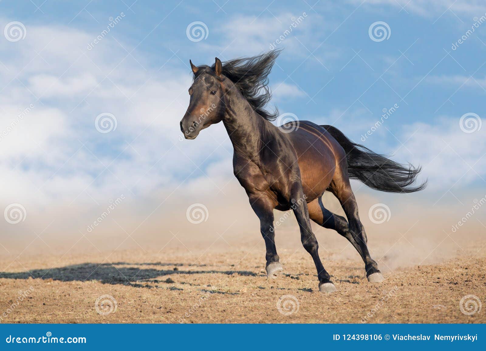 Horse with long mane run stock photo. Image of desert - 124398106