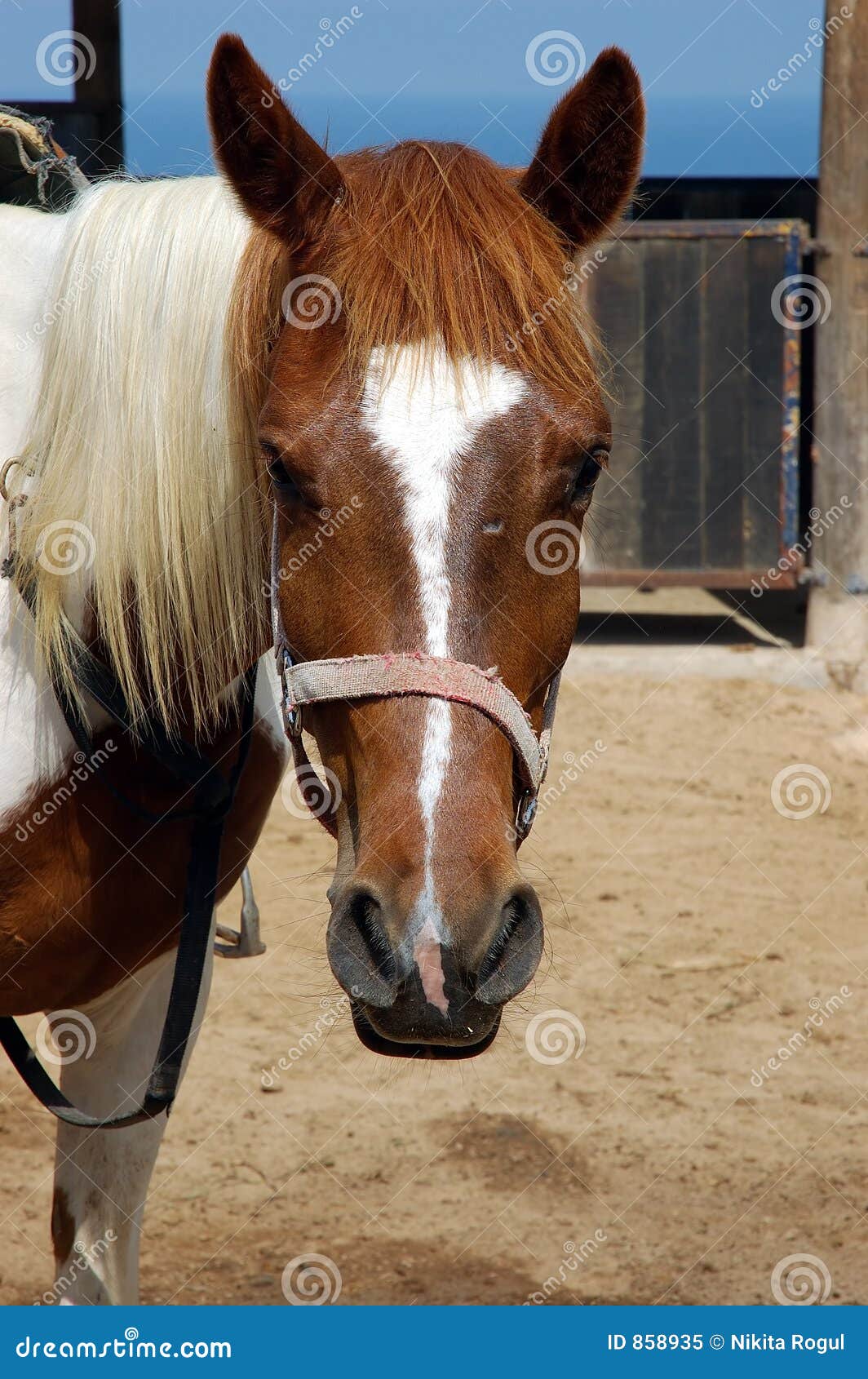 Horse look stock image. Image of fringe, mare, hair, horseback - 858935
