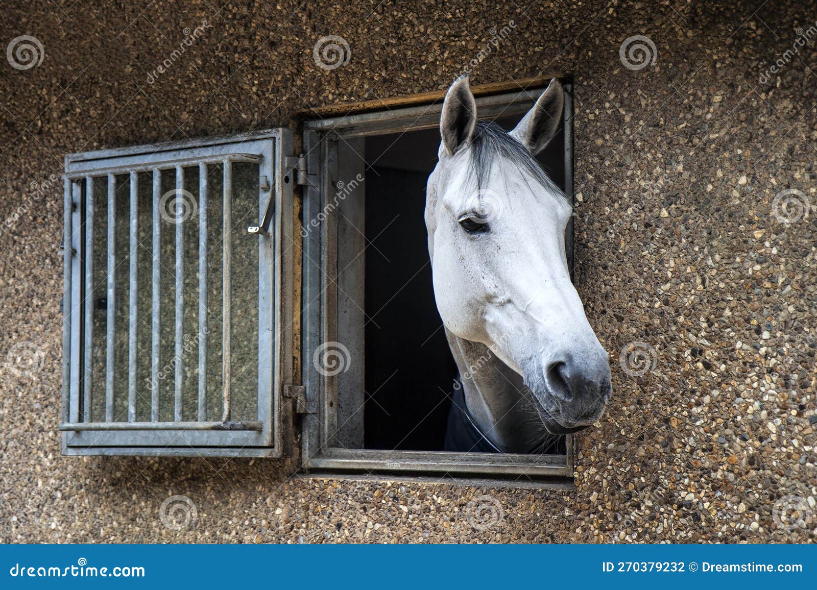 Horse Looking Out of the Stable Window at Silkeborg, Denmark Stock ...