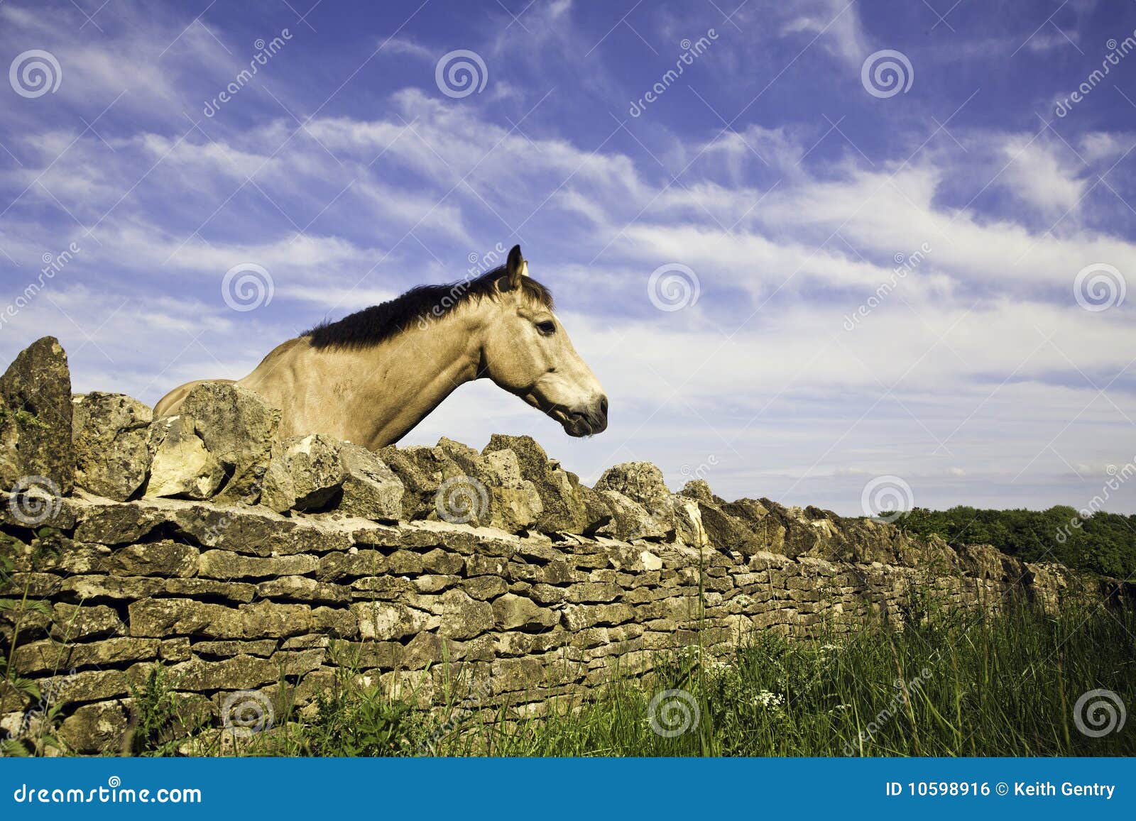 Horse Looking Over Dry Stone Wall Stock Photo - Image of british ...