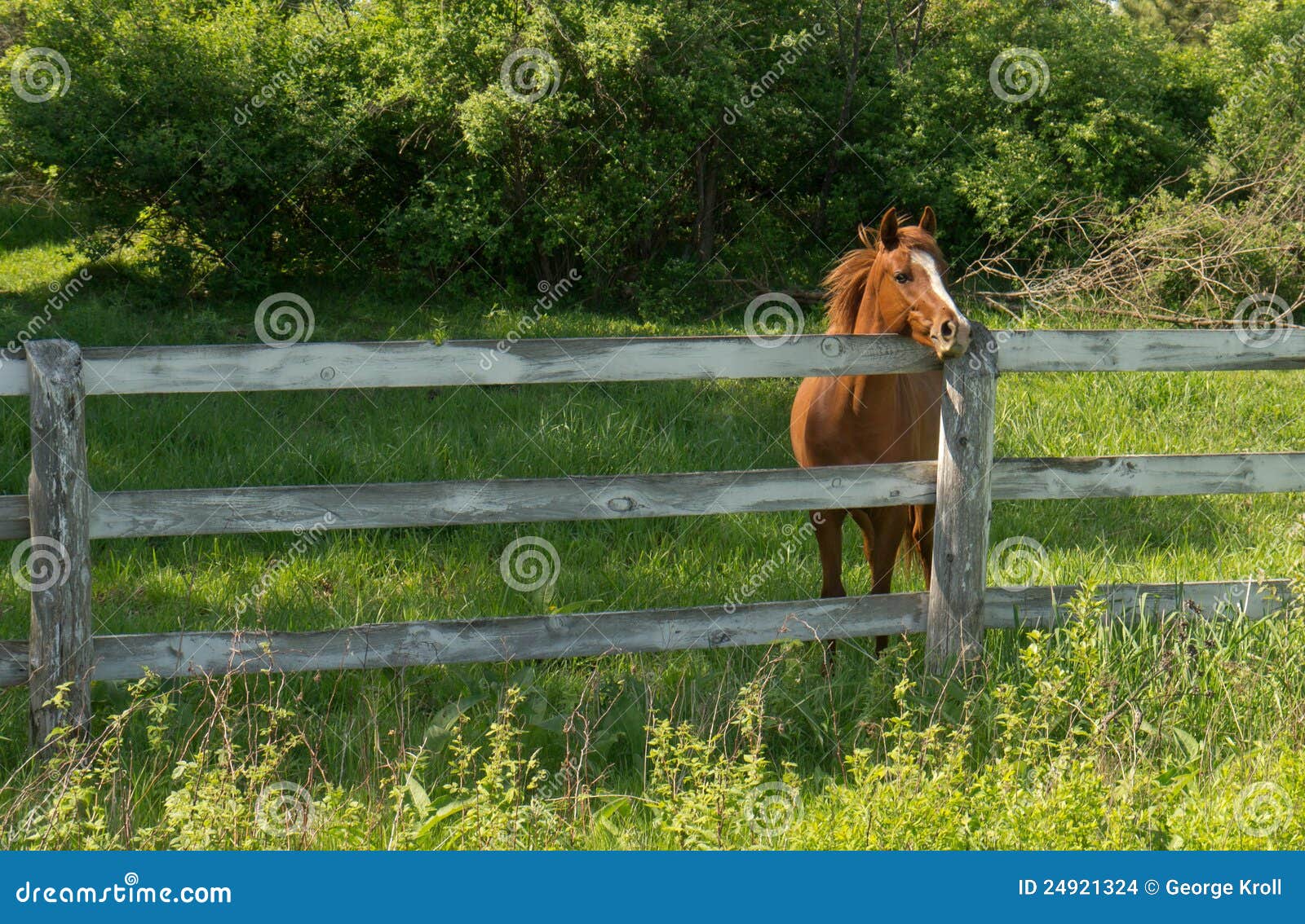 Horse looking over fence stock photo. Image of gallop - 24921324