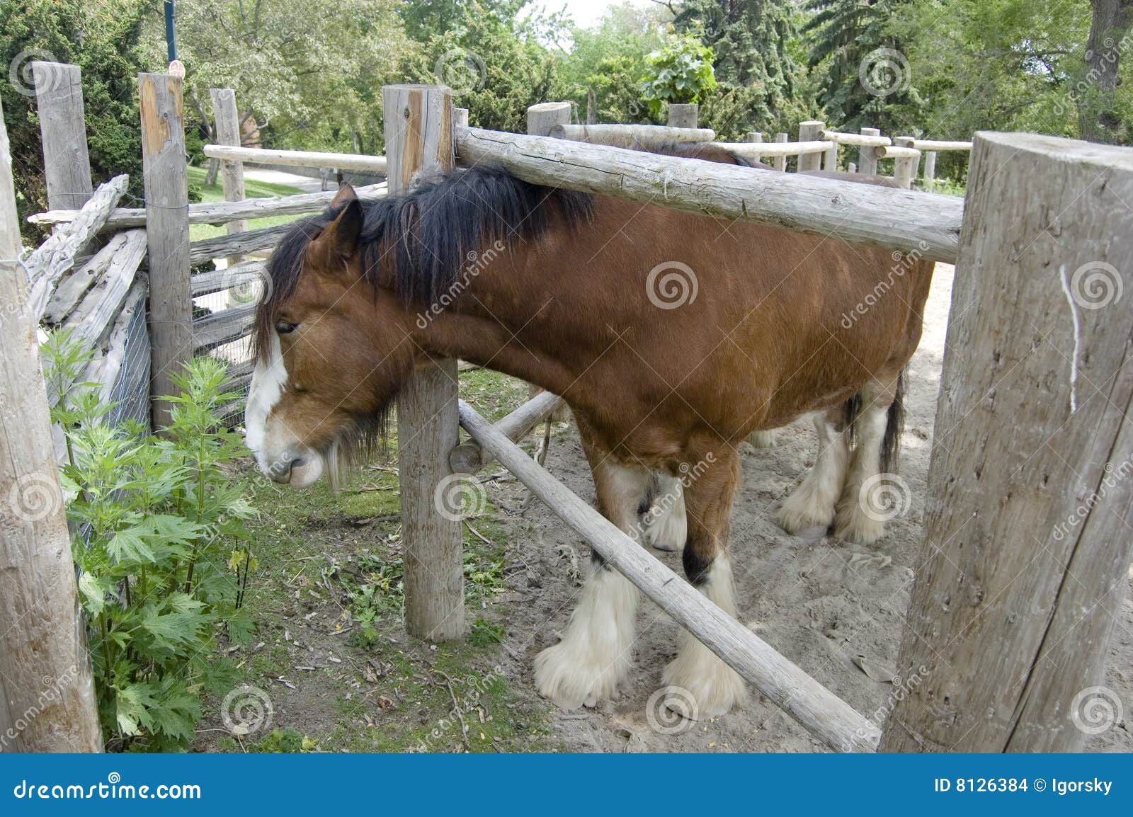 Horse looking over fence stock photo. Image of looking - 8126384