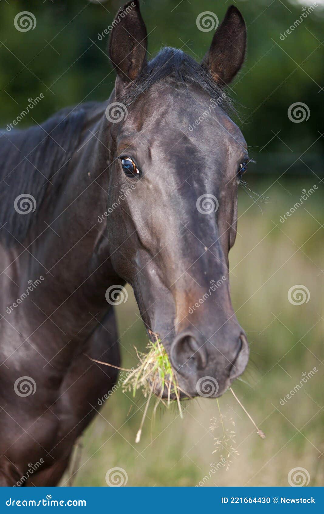 Cow Eats Grass Stock Photo | CartoonDealer.com #116496954