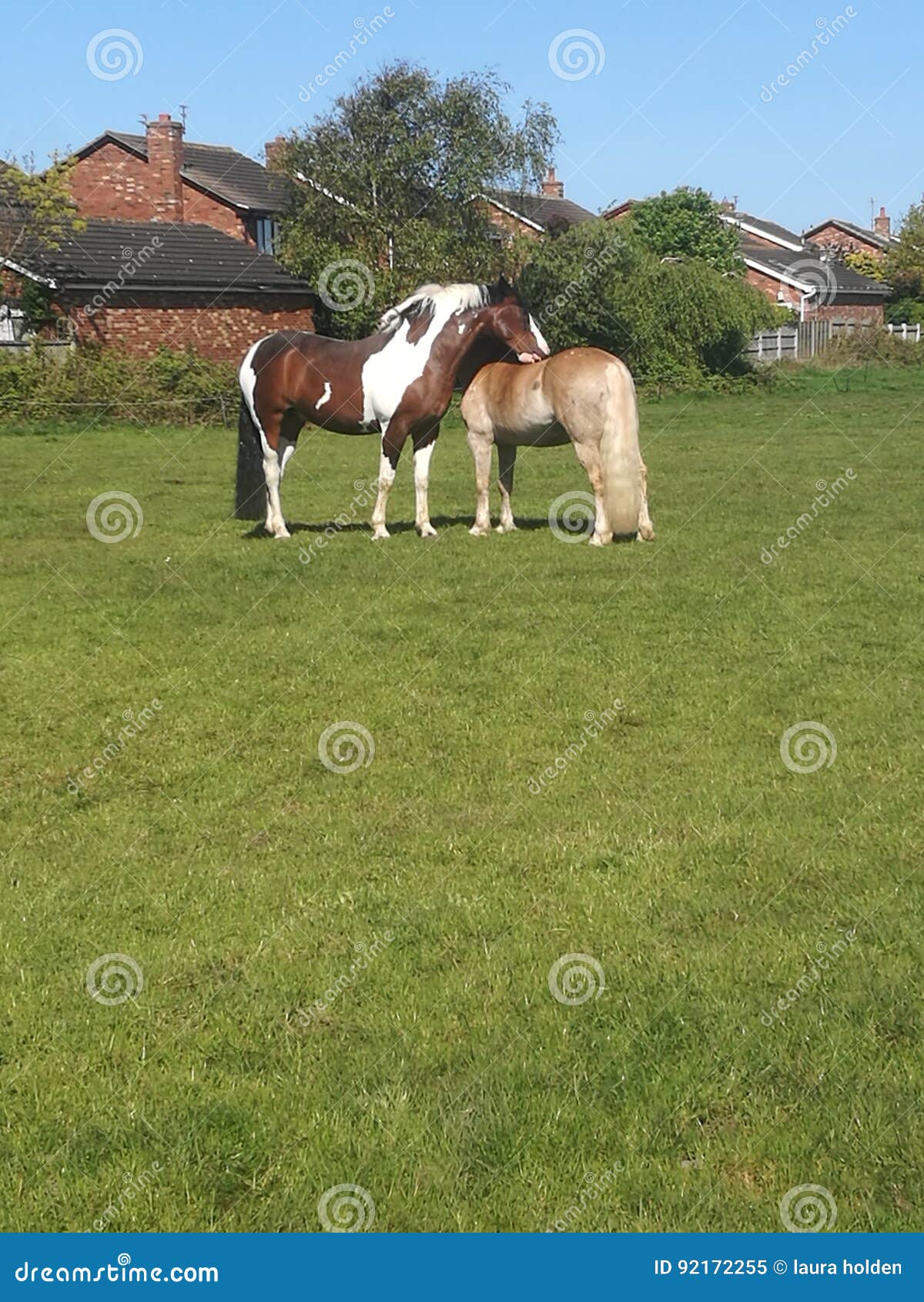 Horse love stock image. Image of horses, horse, love - 92172255