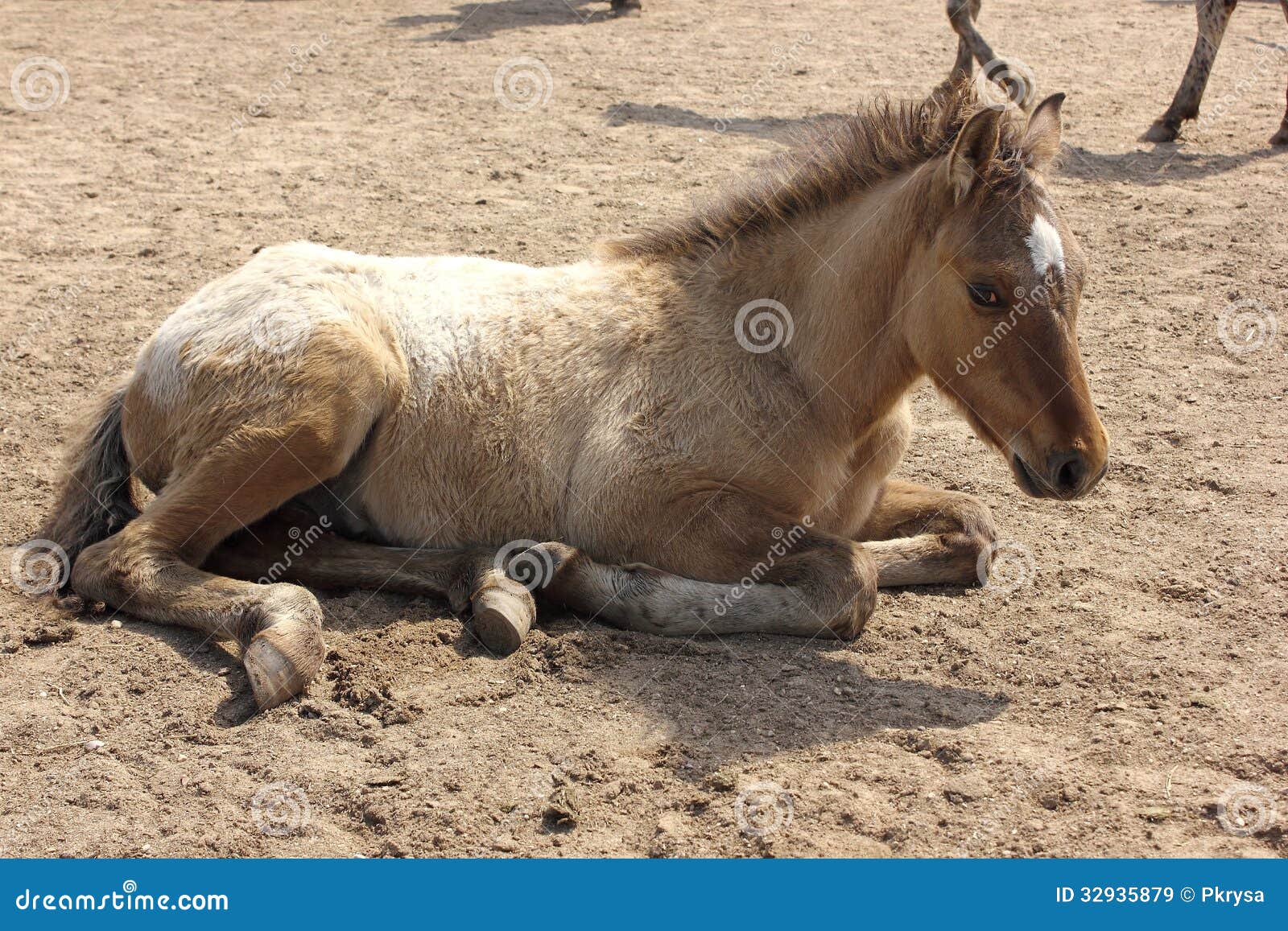 Horse lying in the ground stock image. Image of foal - 32935879