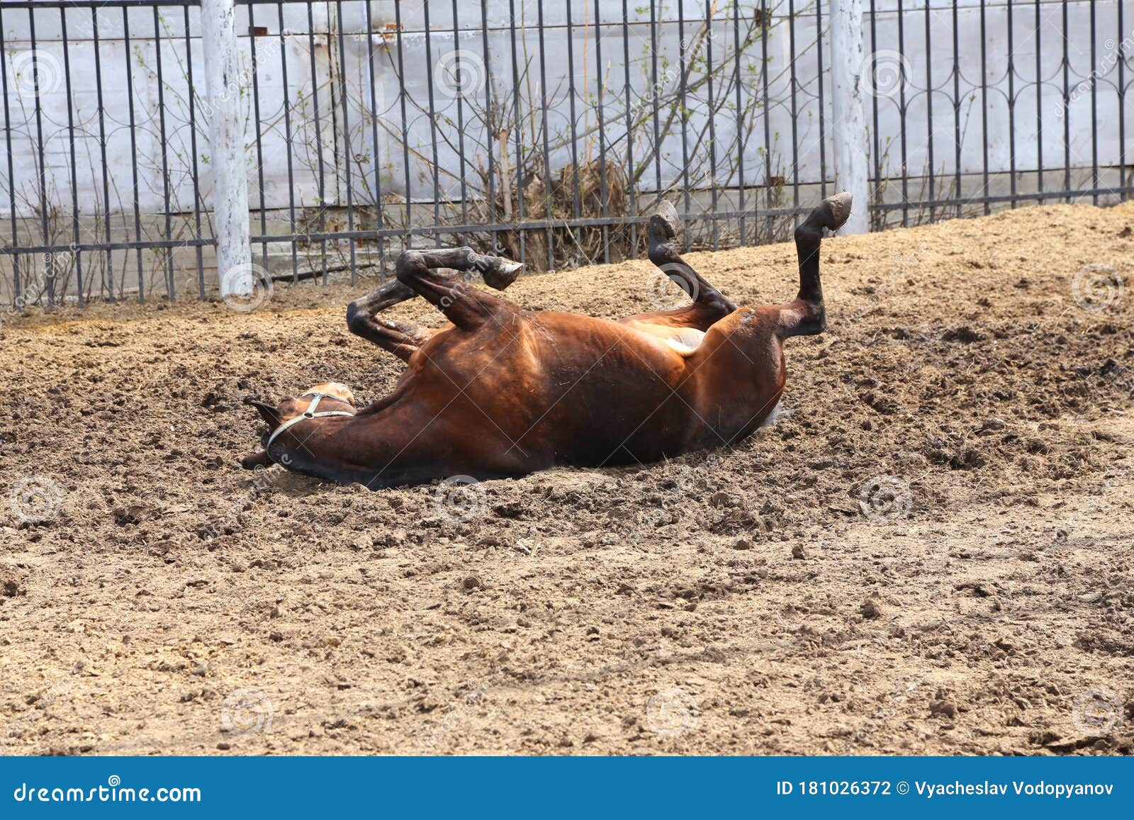 Horse Lying on His Back and Scratching His Back Stock Photo - Image of ...