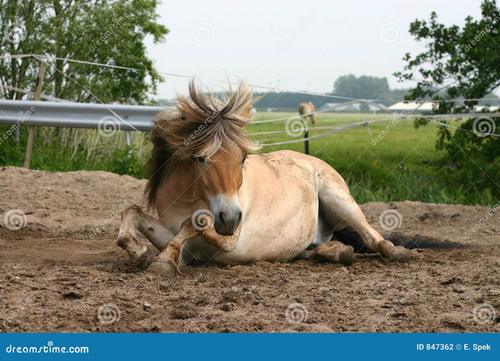 Horse lying in the sand stock photo. Image of chestnut - 847362