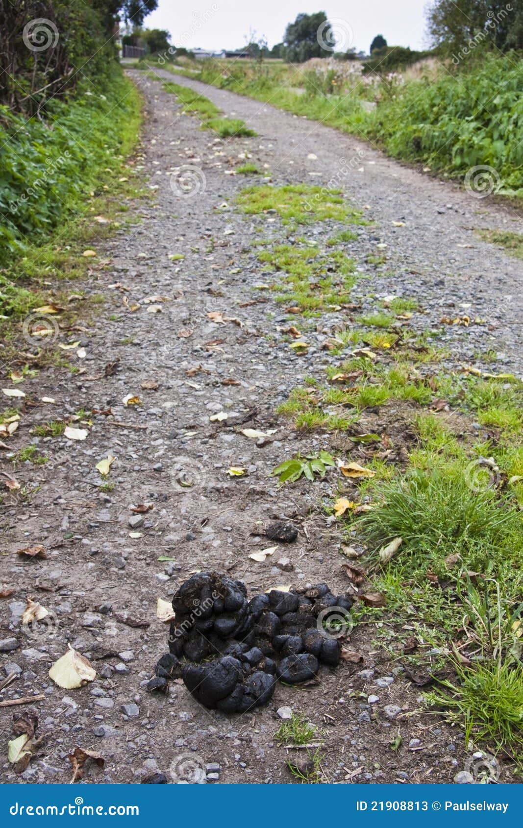 Horse manure stock image. Image of horse, somerset, manure - 21908813