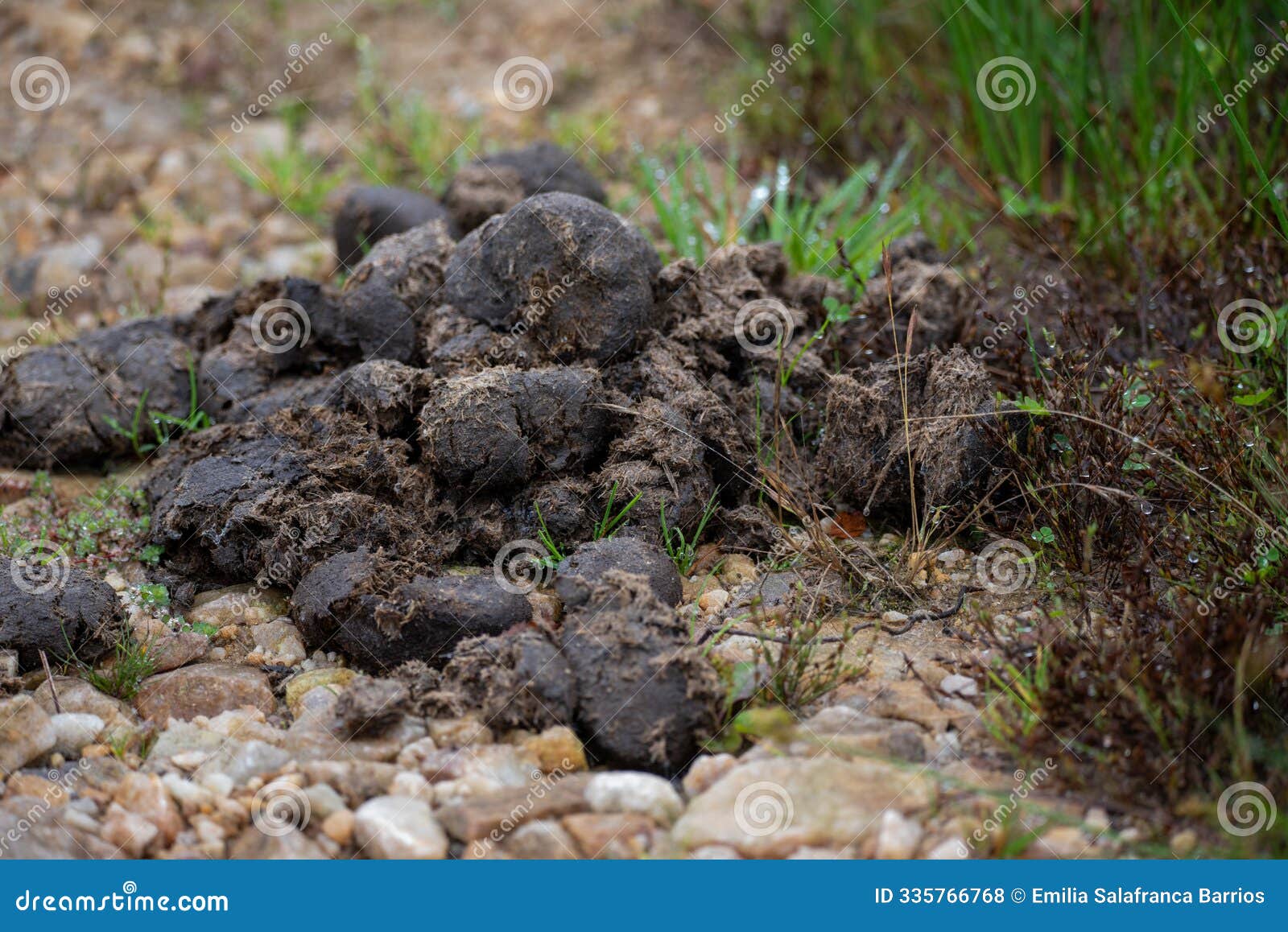 Horse Manure Close Up in Field Stock Photo - Image of soil, nature ...