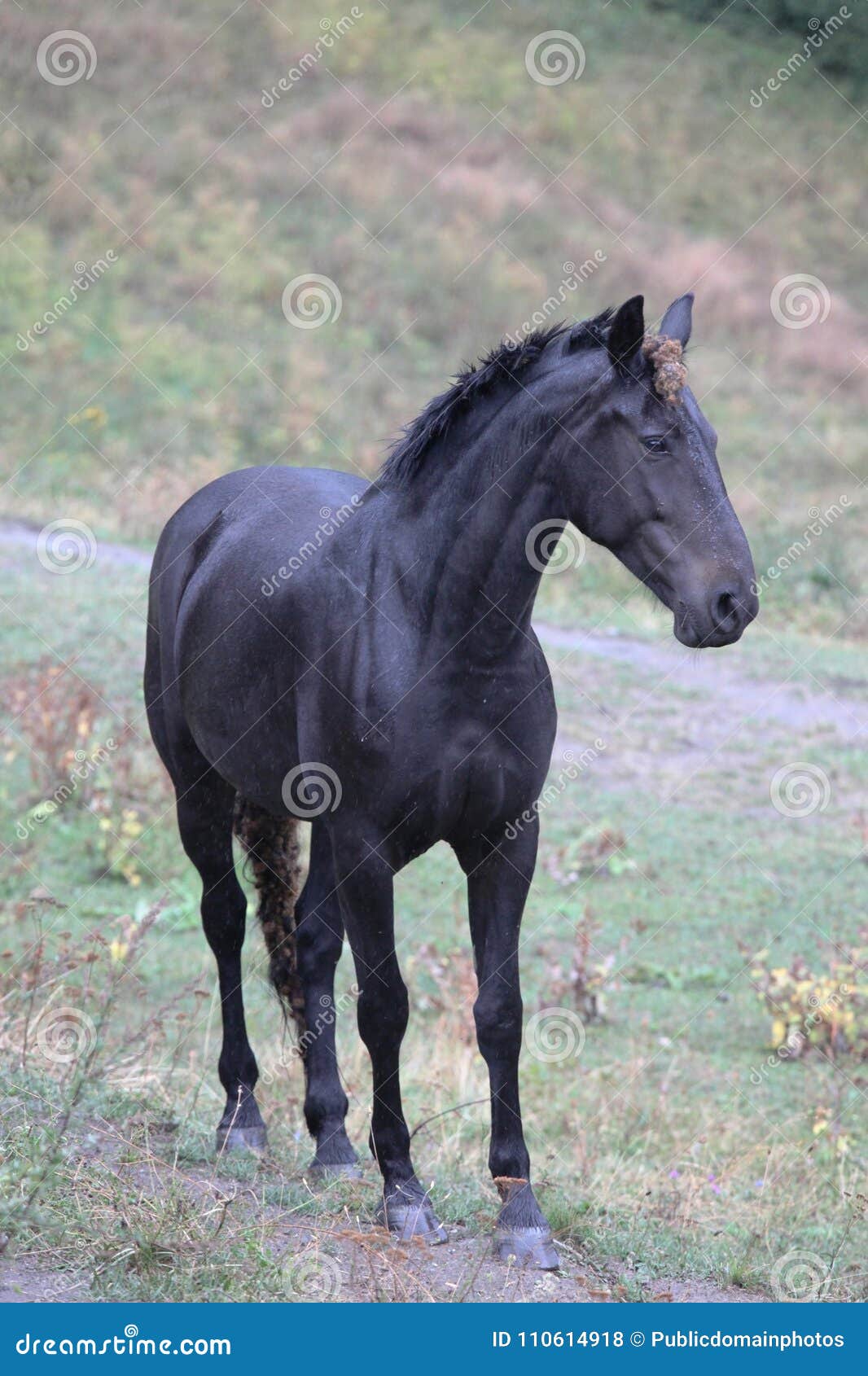 Horse, Mare, Stallion, Mane Picture. Image: 110614918