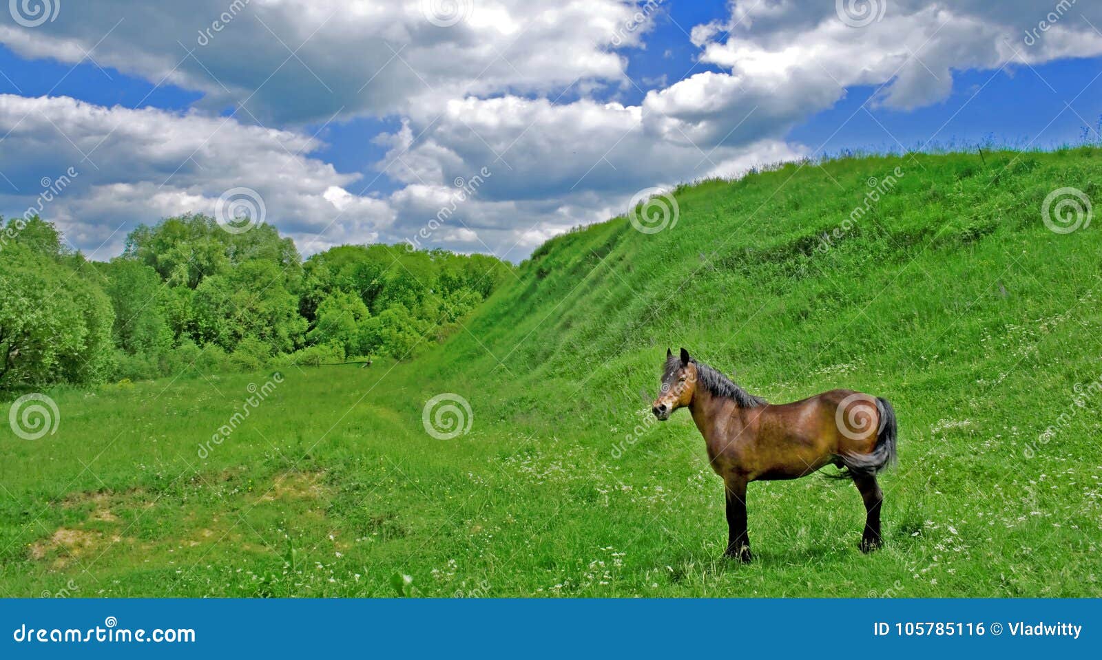 Horse in Meadow Spring Scenes Stock Photo - Image of grassland, horse ...