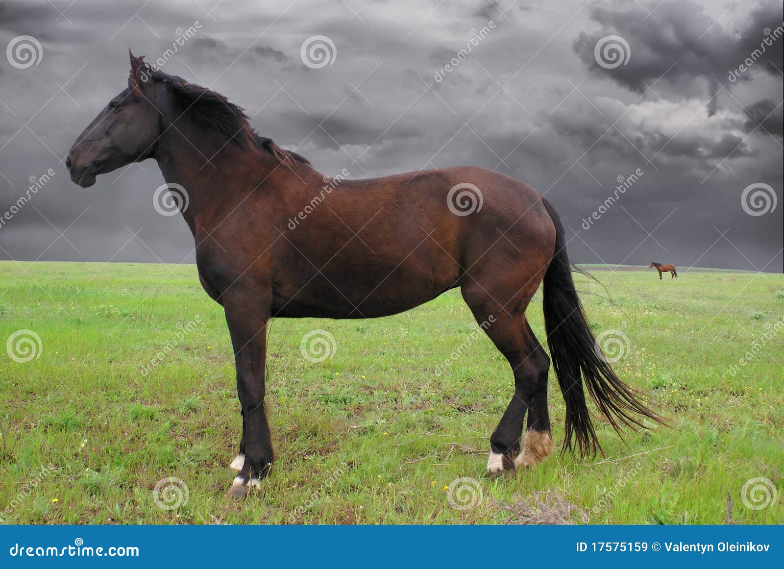 Horse at Meadow. Stormy Weather. Stock Image - Image of hoof, scene ...