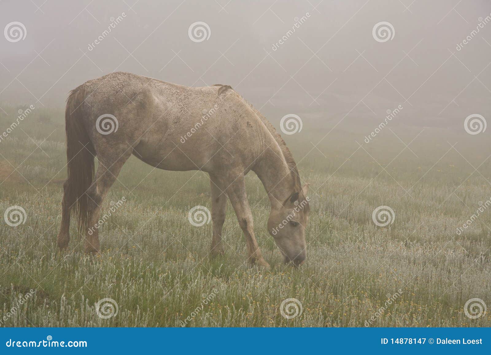 Horse mist wild stock image. Image of animals, weather - 14878147