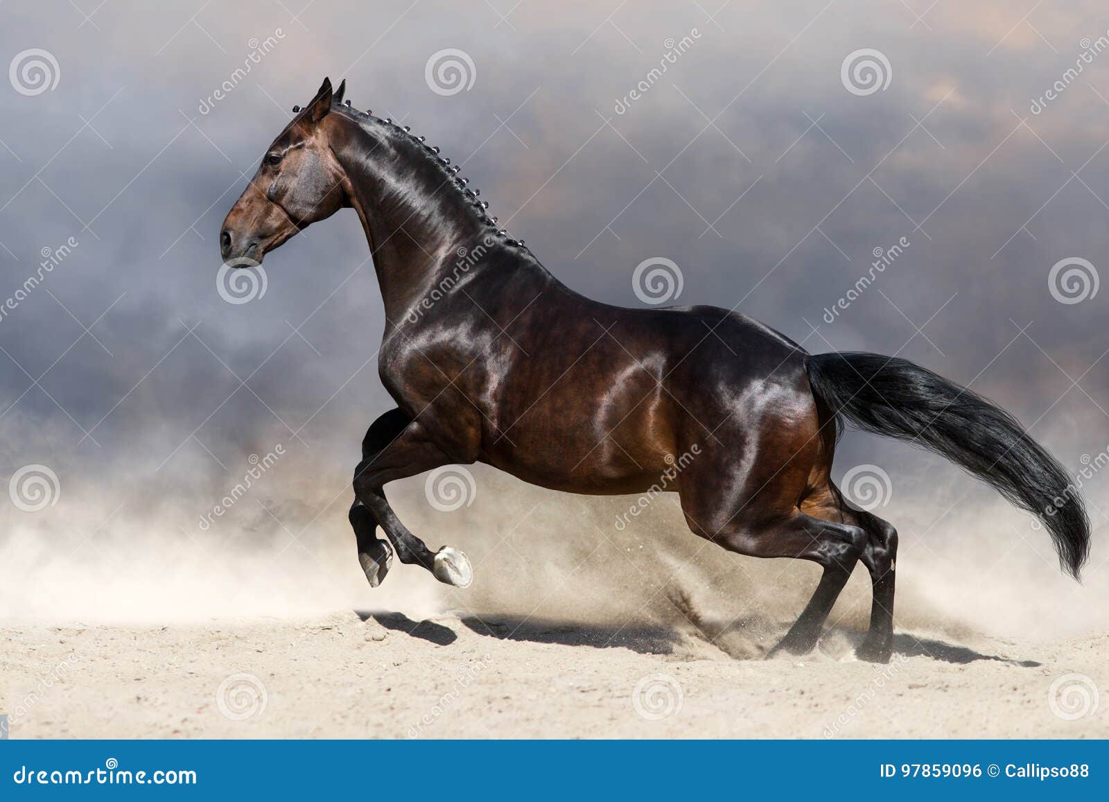 Horse in motion stock photo. Image of freedom, speed - 97859096
