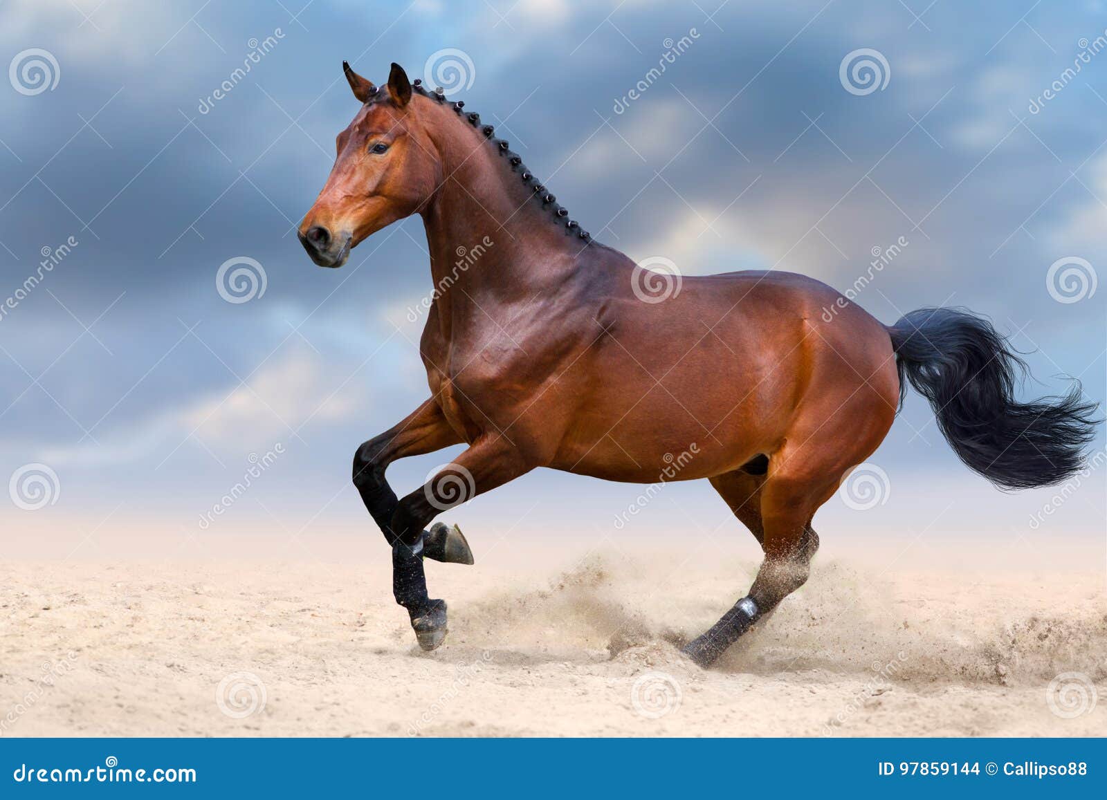 Horse in motion stock photo. Image of andalusian, fast - 97859144