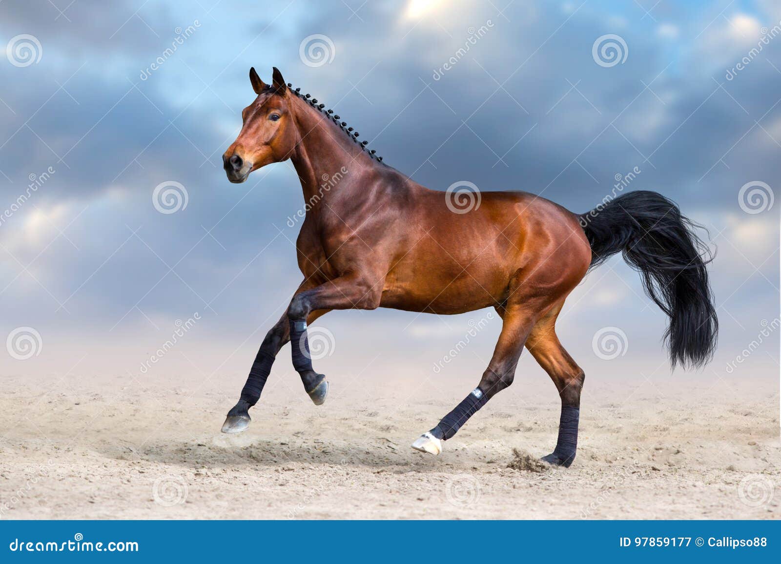 Horse in motion stock image. Image of andalusian, arab - 97859177