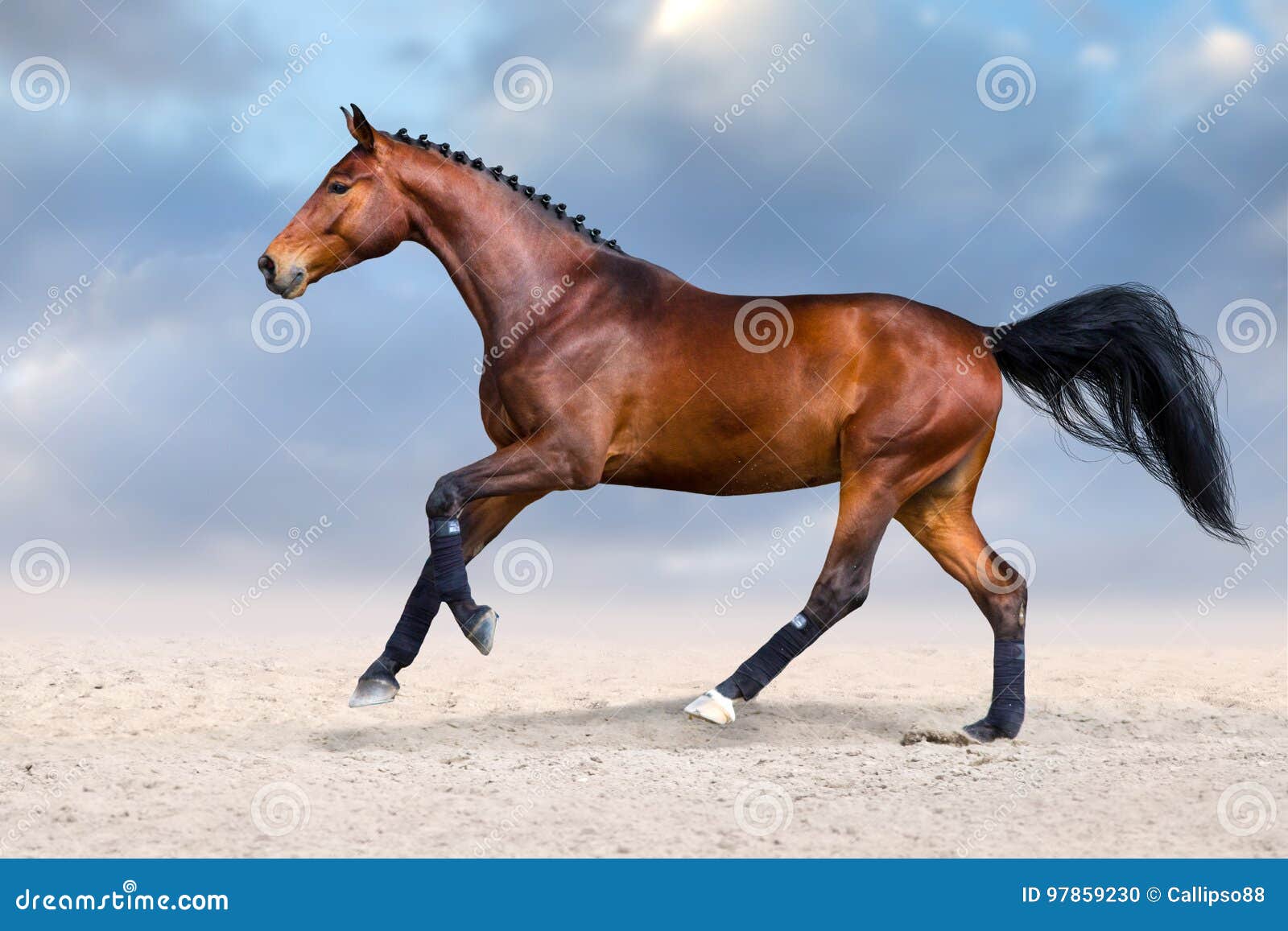 Horse in motion stock photo. Image of motion, pretty - 97859230