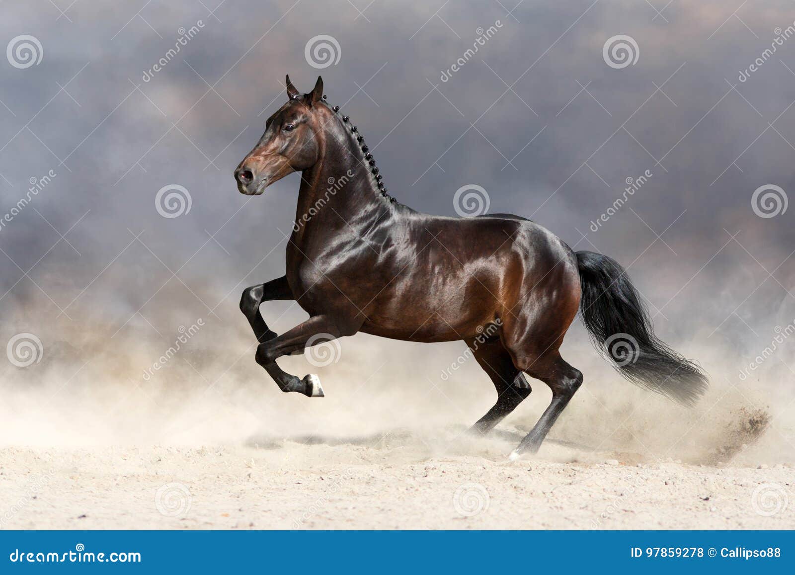 Horse in motion stock photo. Image of gallop, andalusian - 97859278