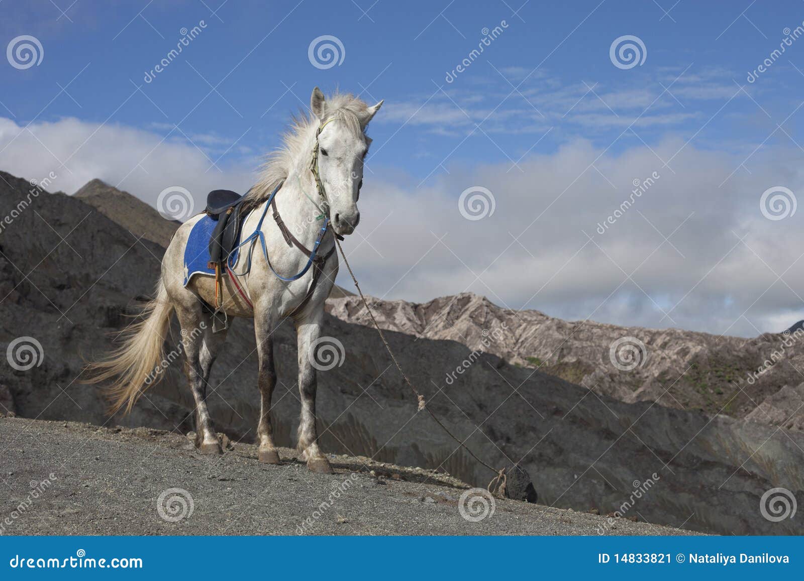 Horse in mountain stock image. Image of field, countryside - 14833821