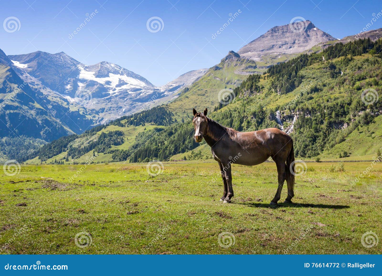 Horse on Mountain Pasture in the Alps Stock Photo - Image of autumn ...