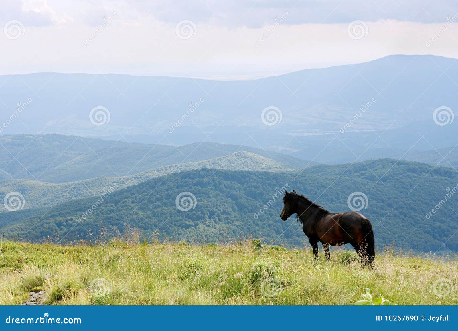 Horse in the Mountains stock photo. Image of mare, aerial - 10267690