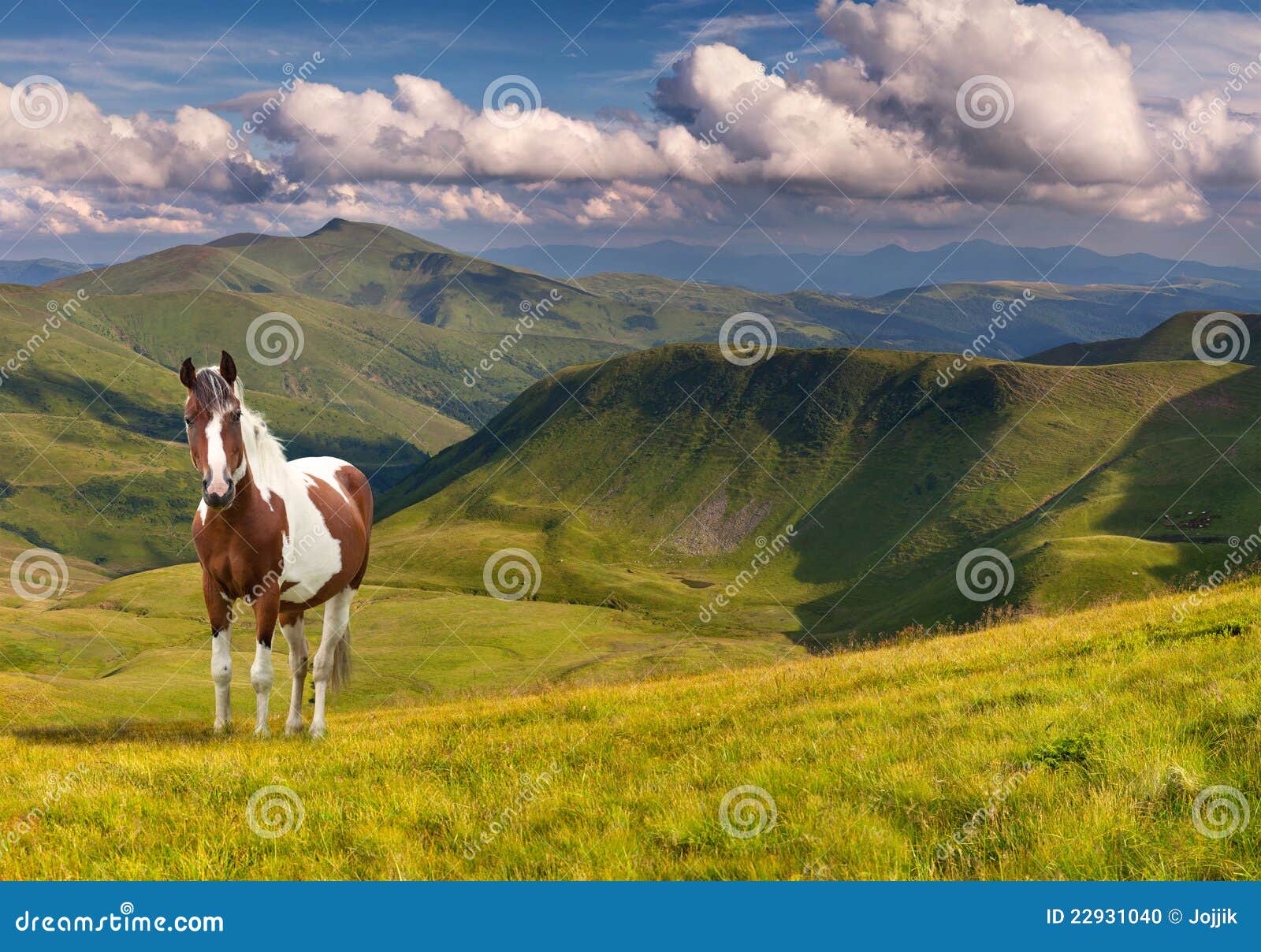 Horse in the mountains stock photo. Image of light, natural - 22931040
