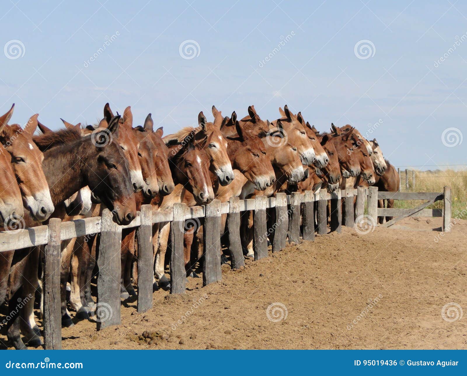 A horse among mules stock photo. Image of horse, nature - 95019436