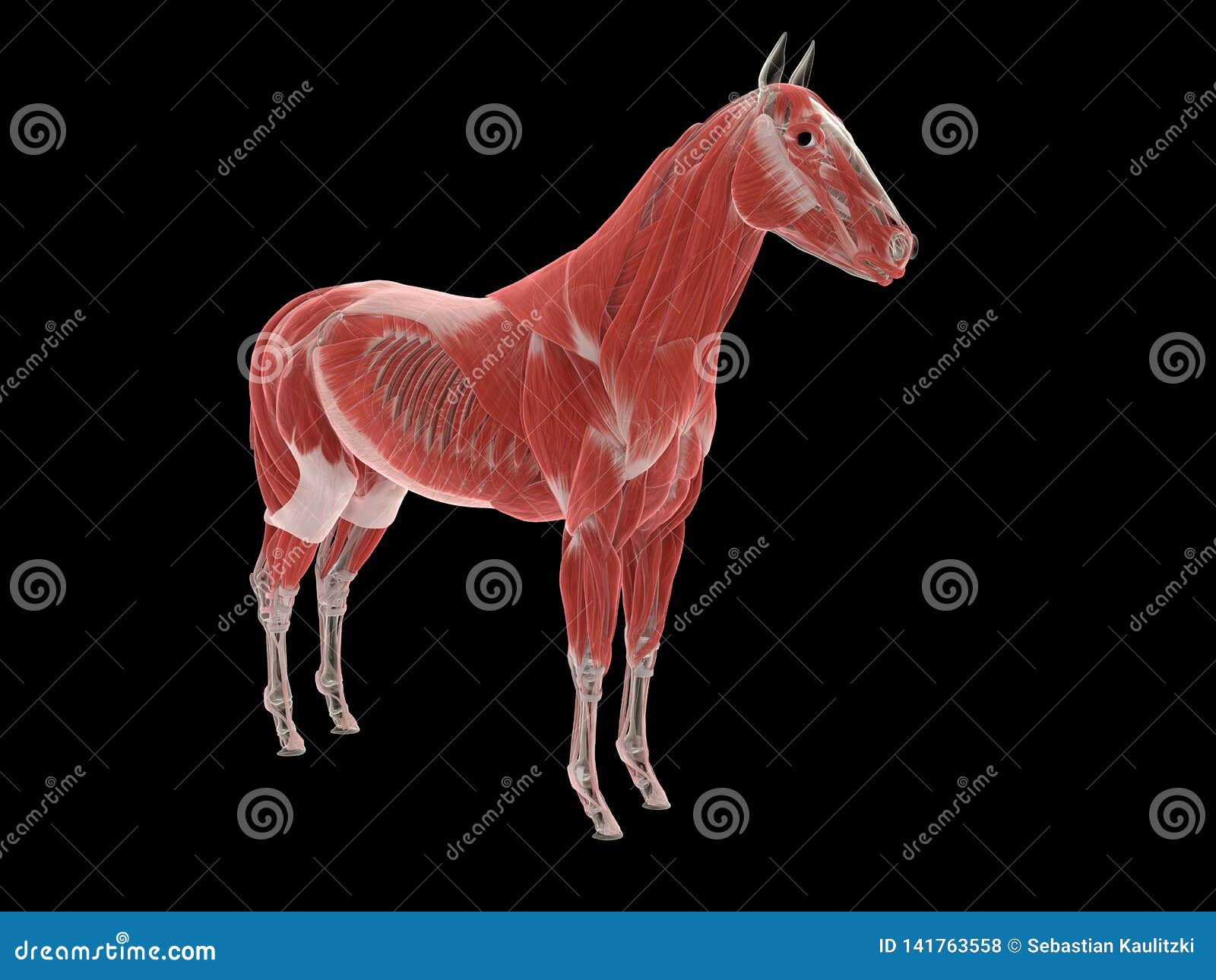 The horse muscle system stock illustration. Illustration of accurate ...