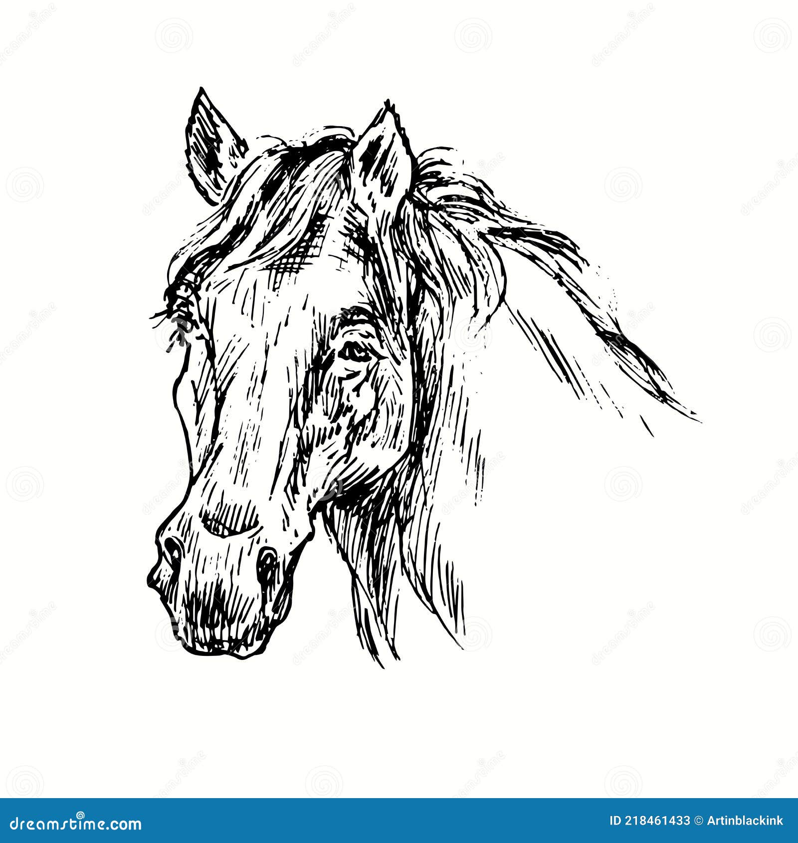 Horse Skull Drawing Front