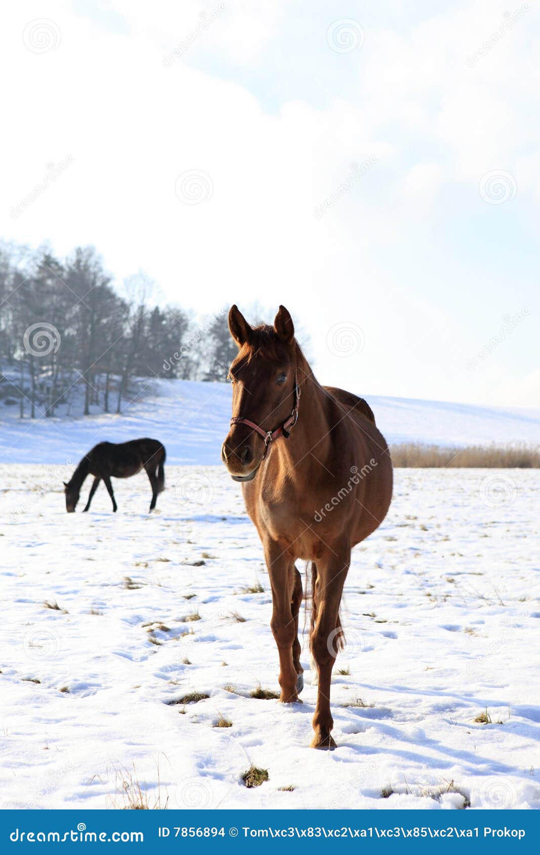 Horse in the nature stock photo. Image of freedom, friend - 7856894