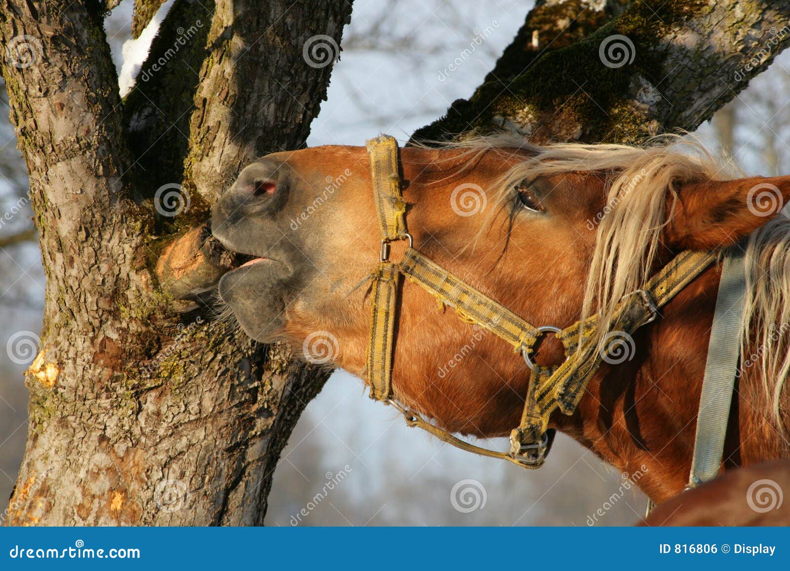 Horse Nibbling On Frosty Grass In Field Royalty-Free Stock Photo ...