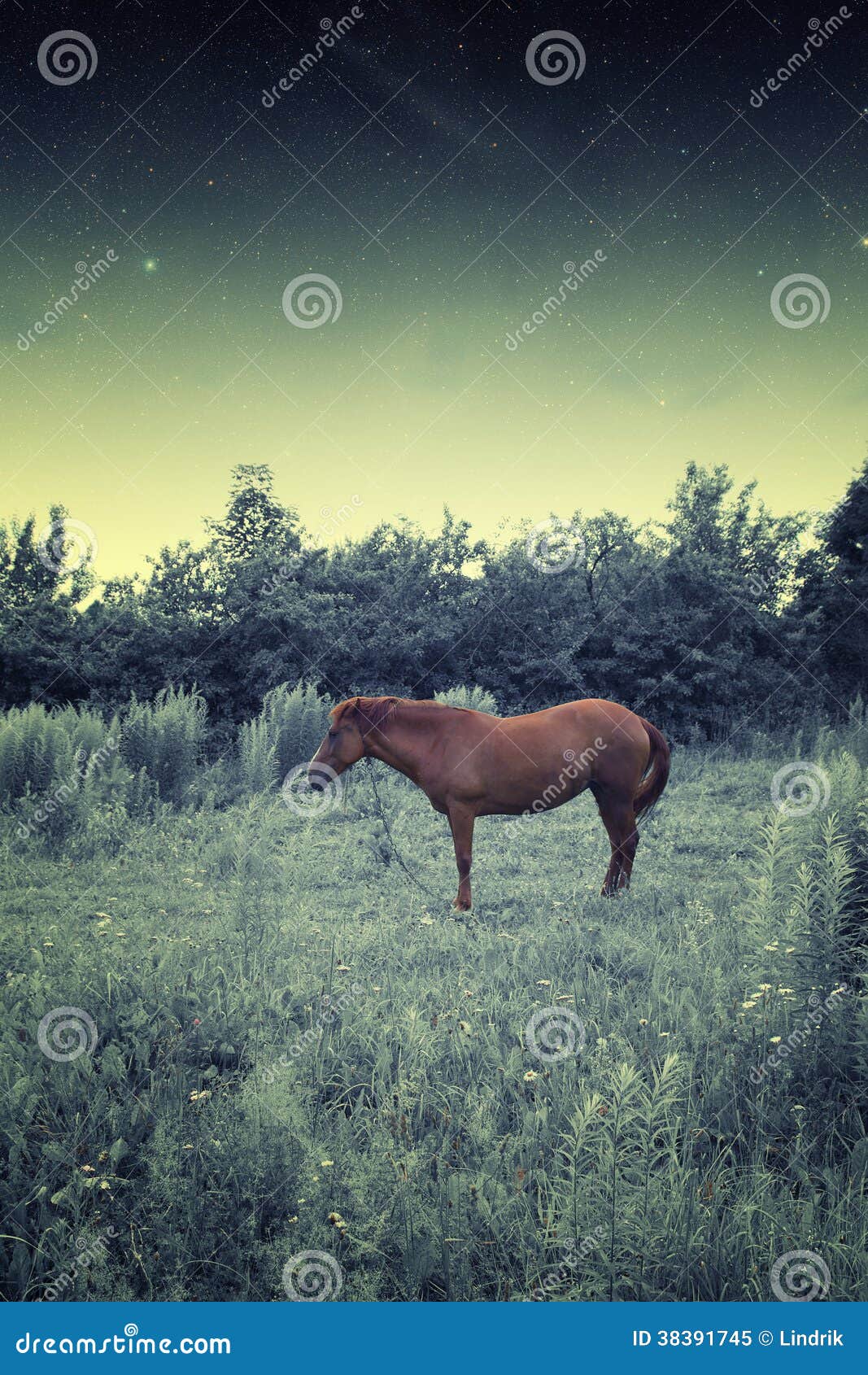 Horse at night. stock image. Image of mysterious, horse - 38391745