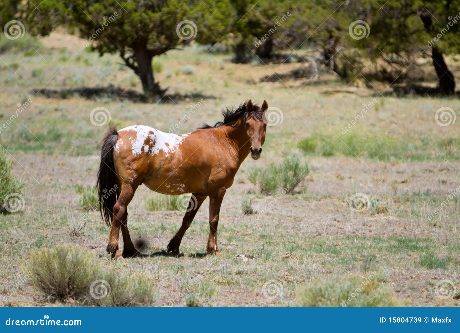 Horse on open field stock image. Image of animal, land - 15804739