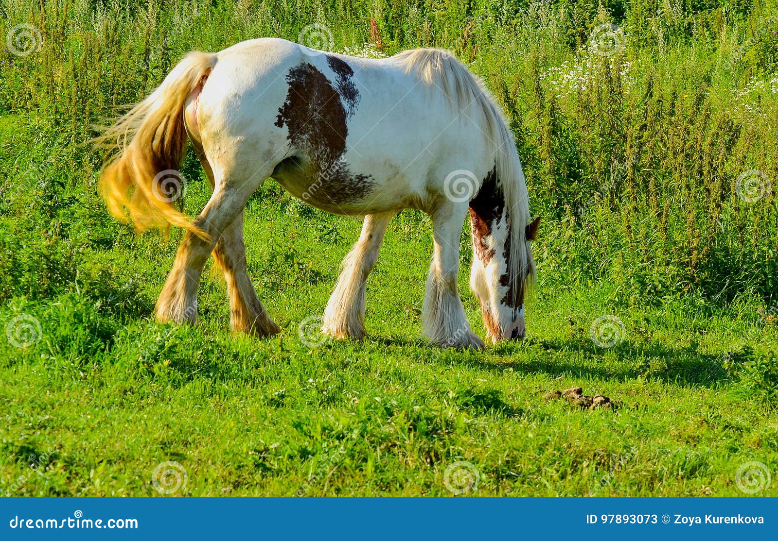 Horse on open pasture. stock image. Image of pets, beautiful - 97893073