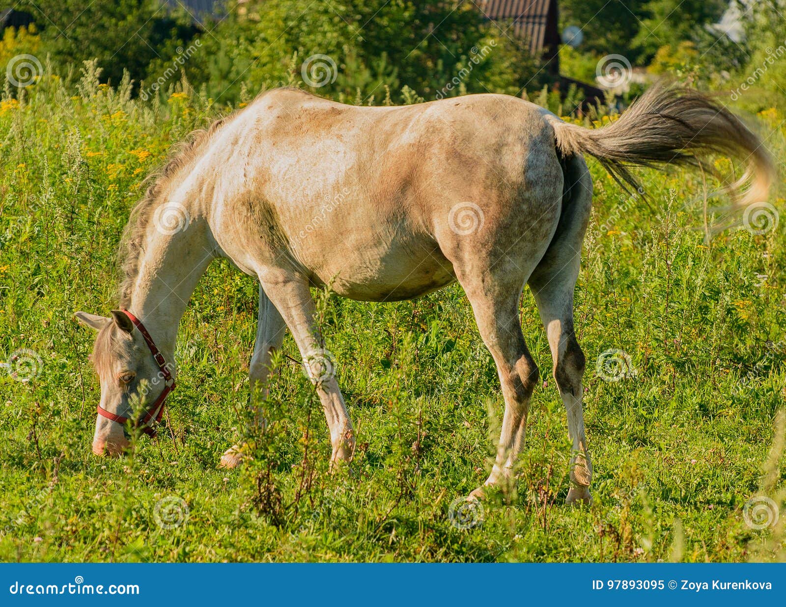 Horse on open pasture. stock image. Image of noble, august - 97893095